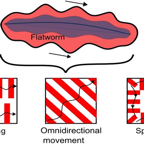 Concept Of Multiple Travelling Wave Locomotion Inspired By Flatworms Download Scientific Diagram