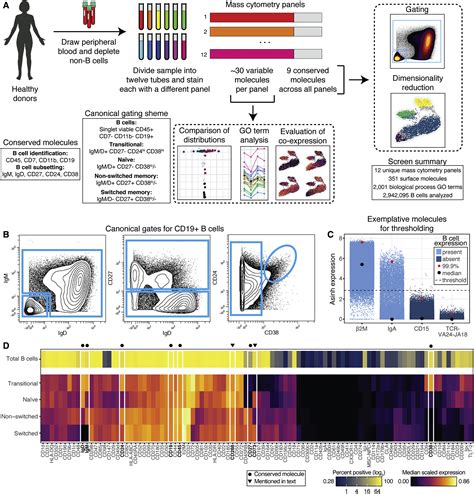 An Integrated Multi Omic Single Cell Atlas Of Human B Cell Identity