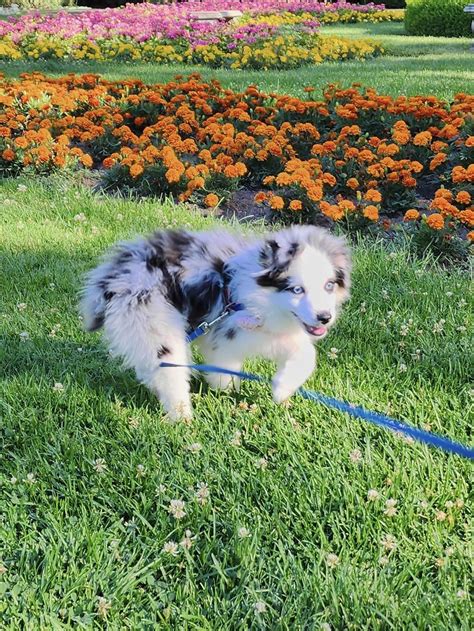 My sweet princess Leia : r/MiniAussies