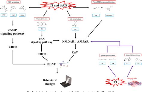 Figure 2 From Temporally Interfering Electric Fields Brain Stimulation In Primary Motor Cortex