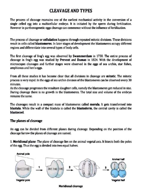 Cleavage Pdf Egg Developmental Biology