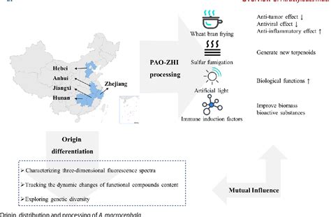 Figure 3 From Current Progress Of Atractylodes Macrocephala Koidz A Review Of Its Biogeography