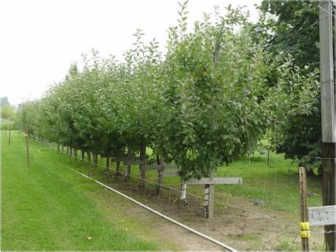 Dwarf Apple Tree