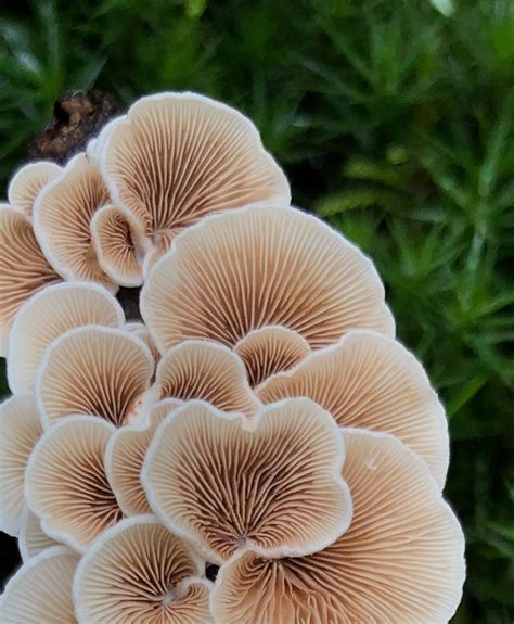 CV Chatbot Chatter Communications