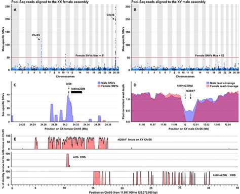Characterization Of The Sex Chromosome And Sex Locus Of Arapaima Gigas