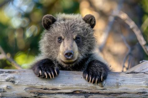 Premium Photo A Grumpy Grizzly Cub With A Scowling Expression And Big