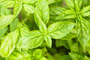 How To Care For Basil Properly Gardening Champion