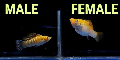 Lyretail Molly Male Vs Female How To Tell The Difference Aquariumia