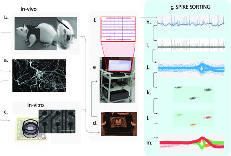 An Overview Of Spike Sorting Process With In Vivo And In Vitro