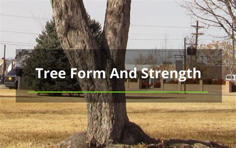 Tree Form And Strenth Legacy Tree Company
