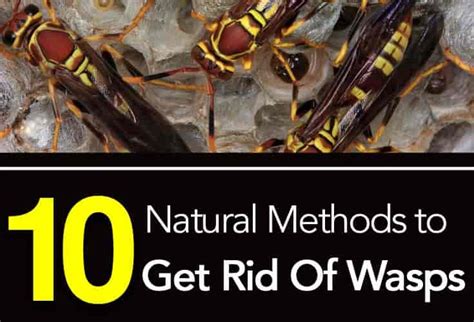 How To Get Rid Of A Wasp Nest The Housing Forum