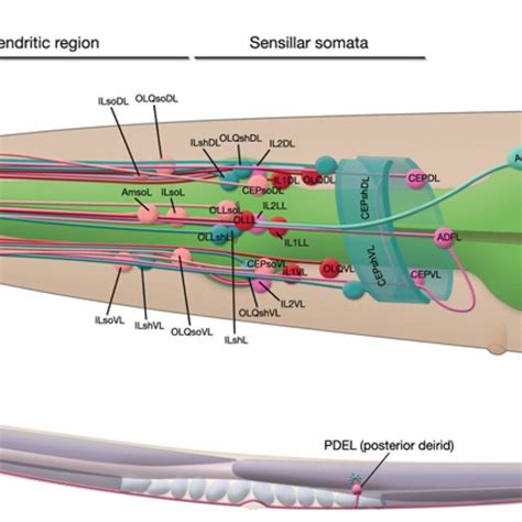 3d Representation Of The C Elegans That Has Been Used For Stimuli