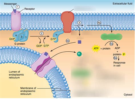 What Is The Function Of The Gtp Cap Quizlet At Matilda Mullan Blog