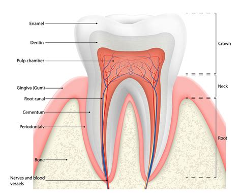 What Is Tooth Dentin And What Does It Do Issues And Treatments