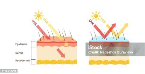 자외선 차단 자외선 차단제 로션은 Uva Uvb 광선으로부터 인간의 피부를 보호합니다 햇볕 차단 로션에 대한 스톡 벡터 아트 및