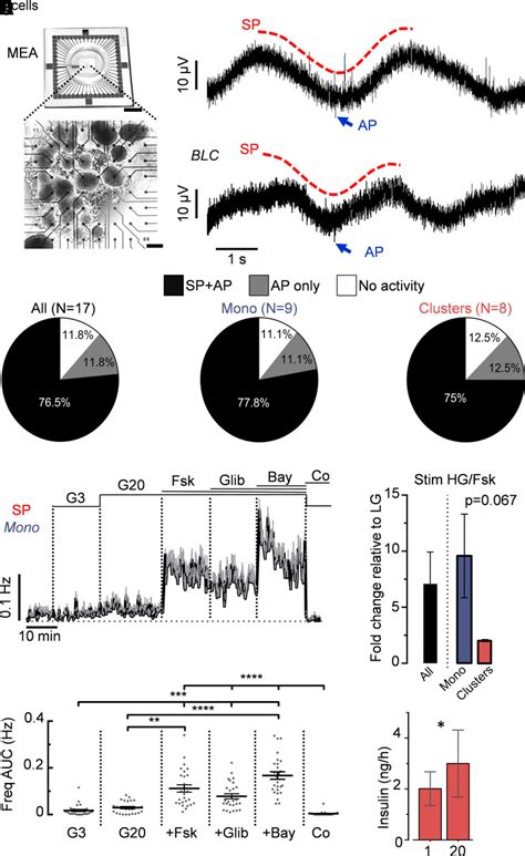 Electrophysiological Characterization Of Inducible Pluripotent Stem Cell Derived Human β Like