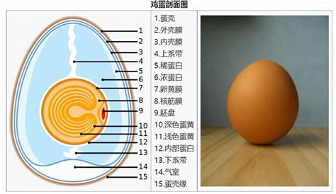 了解生物发展史，第一颗蛋是怎么来的？先有鸡还是先有蛋？