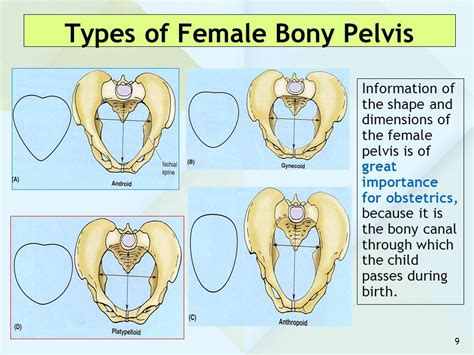 Android Shaped Pelvis Android D