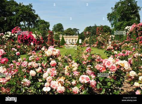 Роза бьютифул Гарден (71 фото) - фото - картинки и рисунки: скачать ...