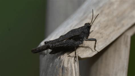 Fire Melanism Why Are Dark Animals More Common Following Wildfires