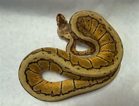 Lemon Blast Ball Python