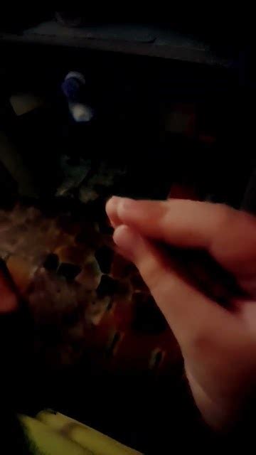 Wee Ee Ee Ee Ee Youtube