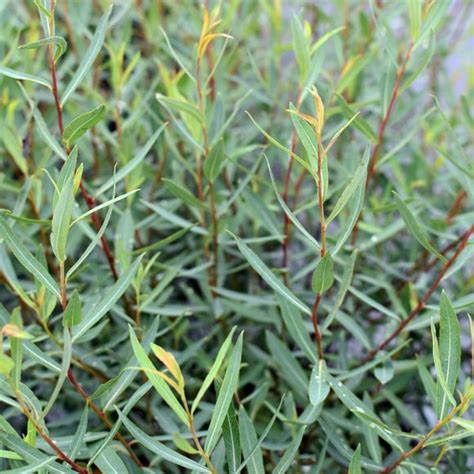 Dwarf Blue Arctic Willow Candj Gardening Center