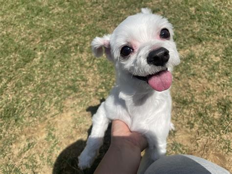 말티즈 망고 강아지 책임 분양 아이조아 유기방지입양 파양 강아지보호소 고양이보호소 무료분양센터