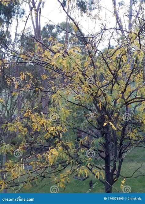 Trees In Autumn Losing Their Leaves Stock Image Image Of Season Leaves