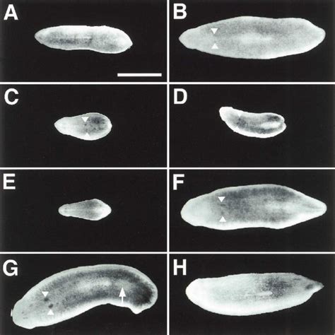 Five Distinctive Stages In The Sexual Induction Of Dugesia Ryukyuensis Download Scientific Diagram