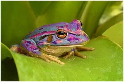 Purple Rain Forest Frog