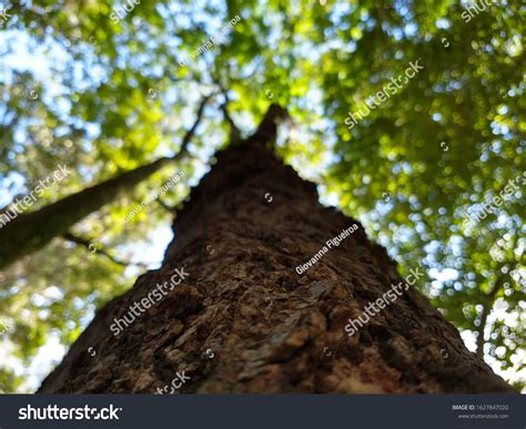Human Perspective Tree Stock Photo 1627847020 Shutterstock