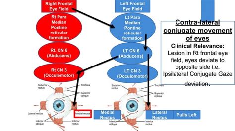 Cerebral Cortex And Clinical Correlations Pptx