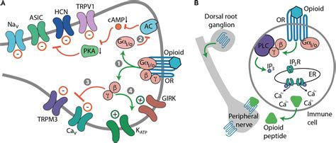 Frontiers Advances In Achieving Opioid Analgesia Without Side Effects