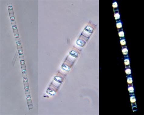 Worms World Register Of Marine Species Photogallery