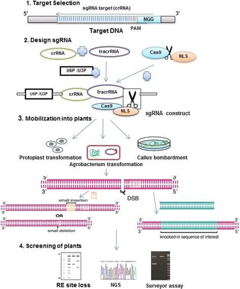 Flow Chart Of Crispr Cas9 Process For Targeting Variations Mutations In Download Scientific