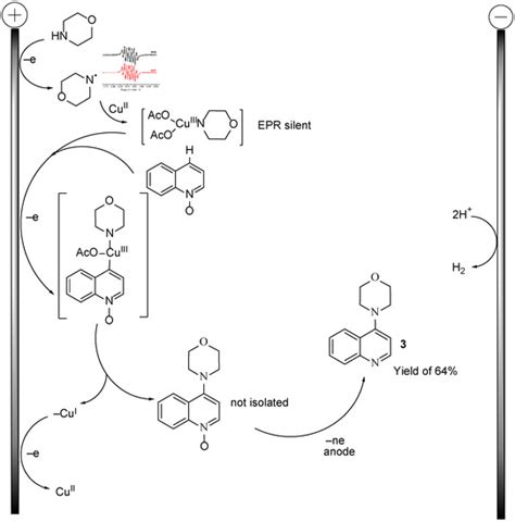 Morpholine Radical In The Electrochemical Reaction With Quinoline N Oxide
