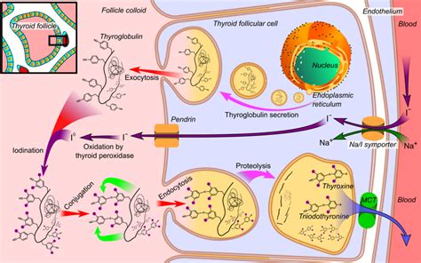 Thyroid Peroxidase Wikipedia