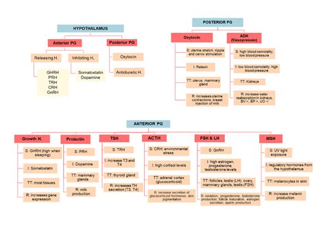 Endocrine System Anatomy And Physiology Studocu