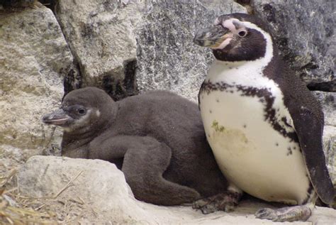 Info Junction Blog Humboldt Penguin
