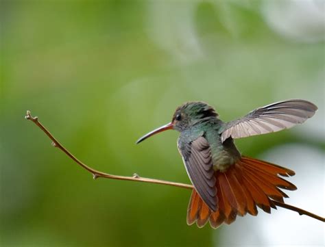 Panama Birds Mammals And Reptiles