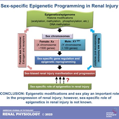 Sex Specific Epigenetic Programming In Renal Fibrosis And Inflammation American Journal Of Sex Specific Epigenetic Programming In Renal Fibrosis And Inflammation American Journal Of