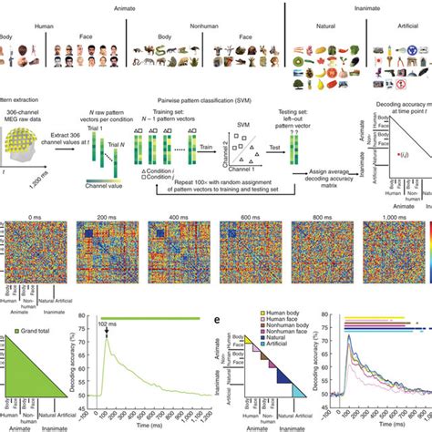 Decoding Of Images From Meg Signals A Image Set Of 92 Images3 26 Of Download Scientific