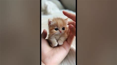 너무나 사랑스러운 야옹이 고양이영상 Cat Cute 귀여운고양이 고양이야옹 야옹이 Youtube