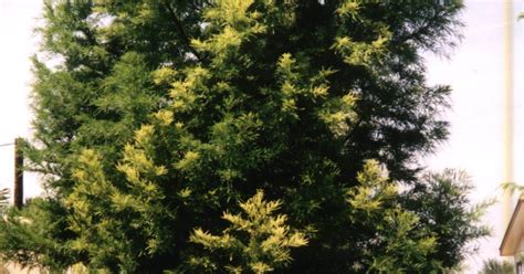 Building A Secret Garden Using Soil Secrets And Trees That Please