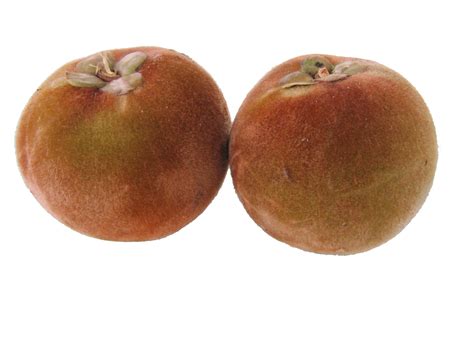 Mabolo Fruit