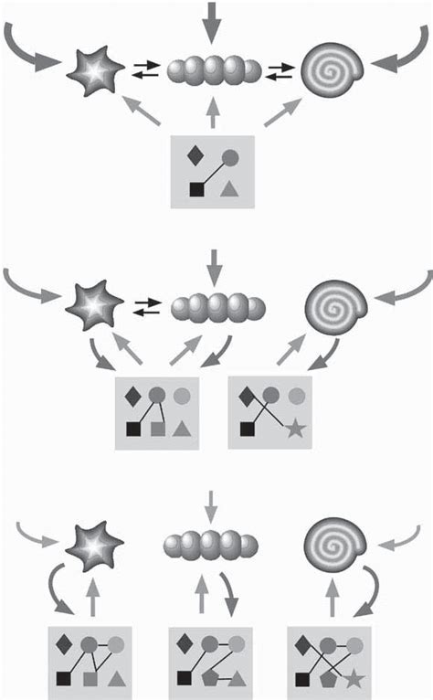 2 Schematic Representation Of Evolutionary Partitioning Of A Download Scientific Diagram