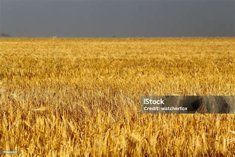 밀 필드 배경 노란색 일몰 빛 빵 생산 농지 건조 호 밀 줄기 경고 개념을 수확 황금 밀의 귀입니다 밀의 귀를 숙성의 배경입니다