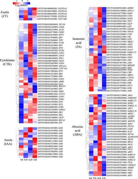 Heat Map Of The Expressed Genes Assigned To The Hormone Signal Download Scientific Diagram