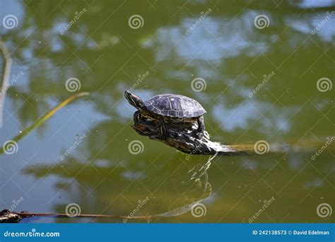 Red Eared Slider Trachemys Scripta Elegans 11 Stock Image Image Of